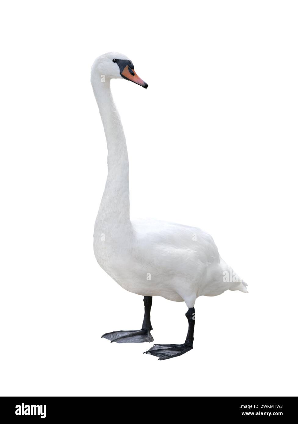Swan isolated on white background Stock Photo - Alamy