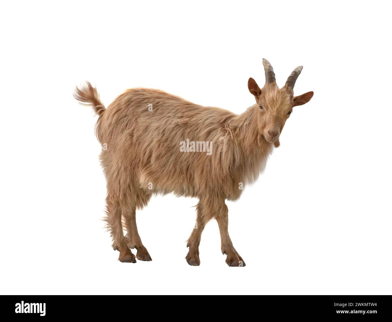 Brown goat horn Cut Out Stock Images & Pictures - Alamy