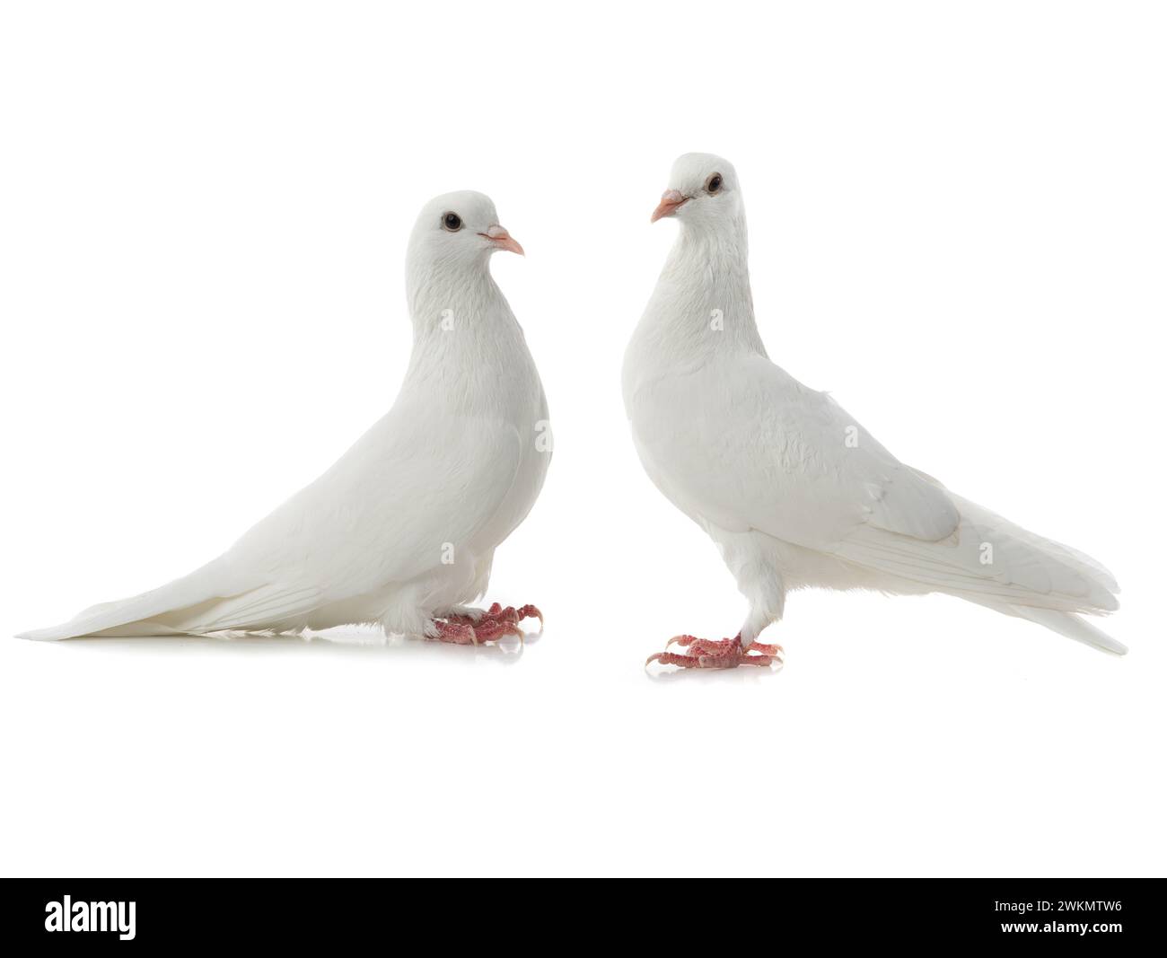 Two white doves isolated on a white background Stock Photo - Alamy