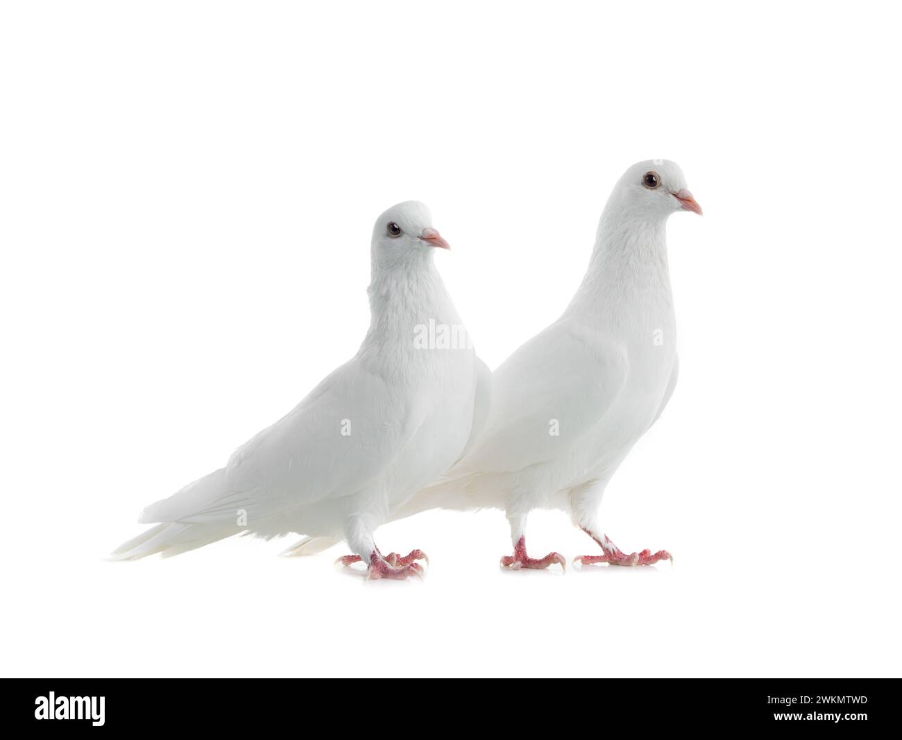 Two white doves isolated on a white background Stock Photo - Alamy