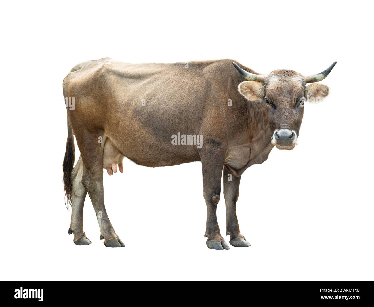 Brown cow isolated on white background Stock Photo - Alamy