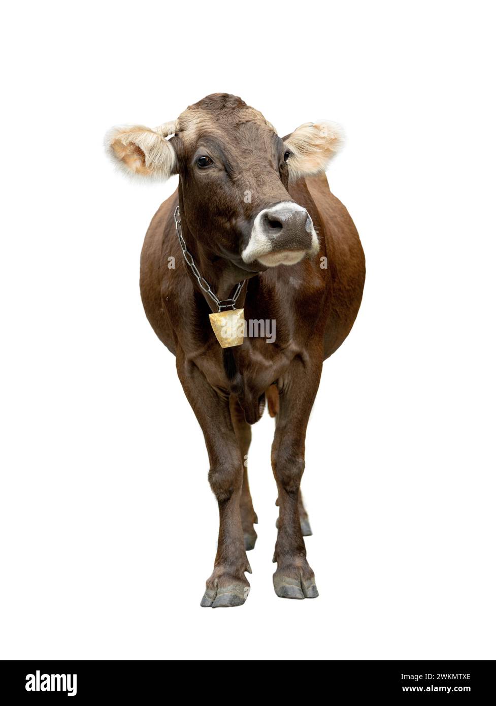 Muzzle brown livestock cattle Cut Out Stock Images & Pictures - Alamy