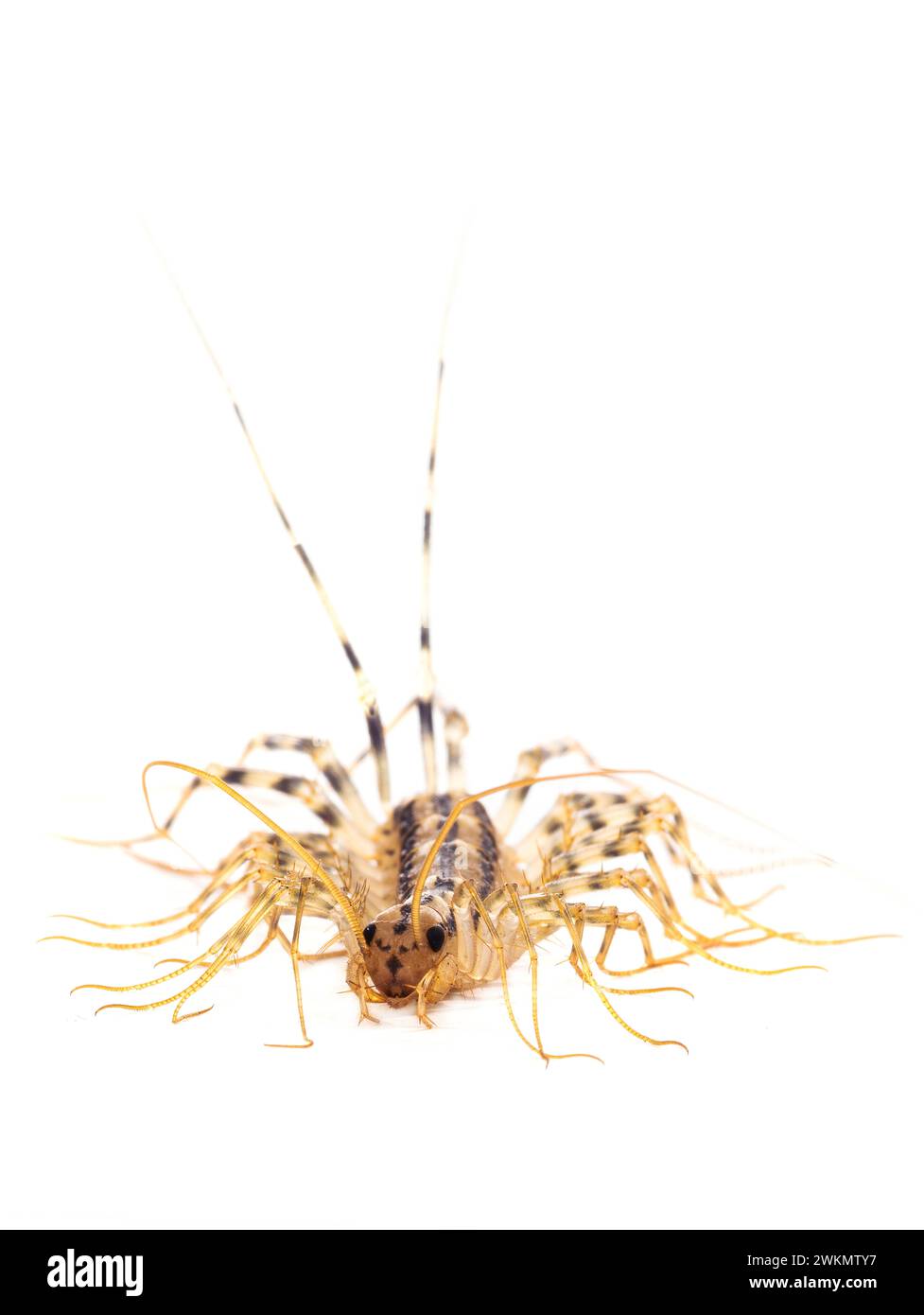 flycatcher insects (Scutigera coleoptrata) isolated white background ...
