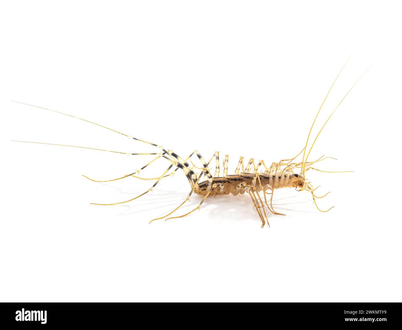 flycatcher insects (Scutigera coleoptrata) isolated white background ...