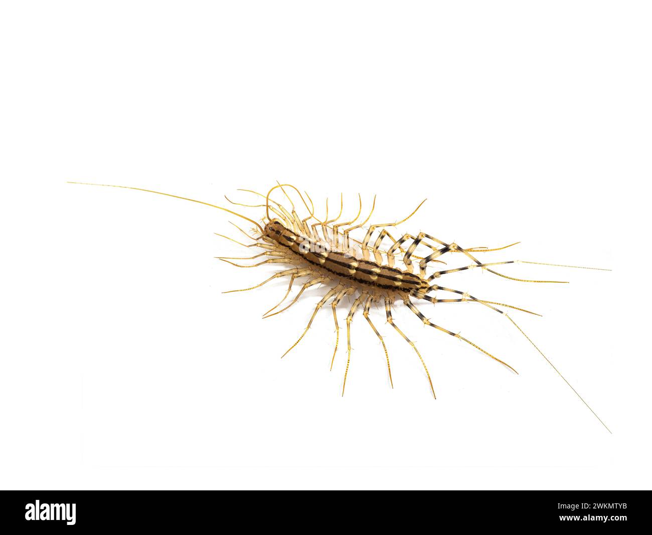 flycatcher insects (Scutigera coleoptrata) isolated white background ...