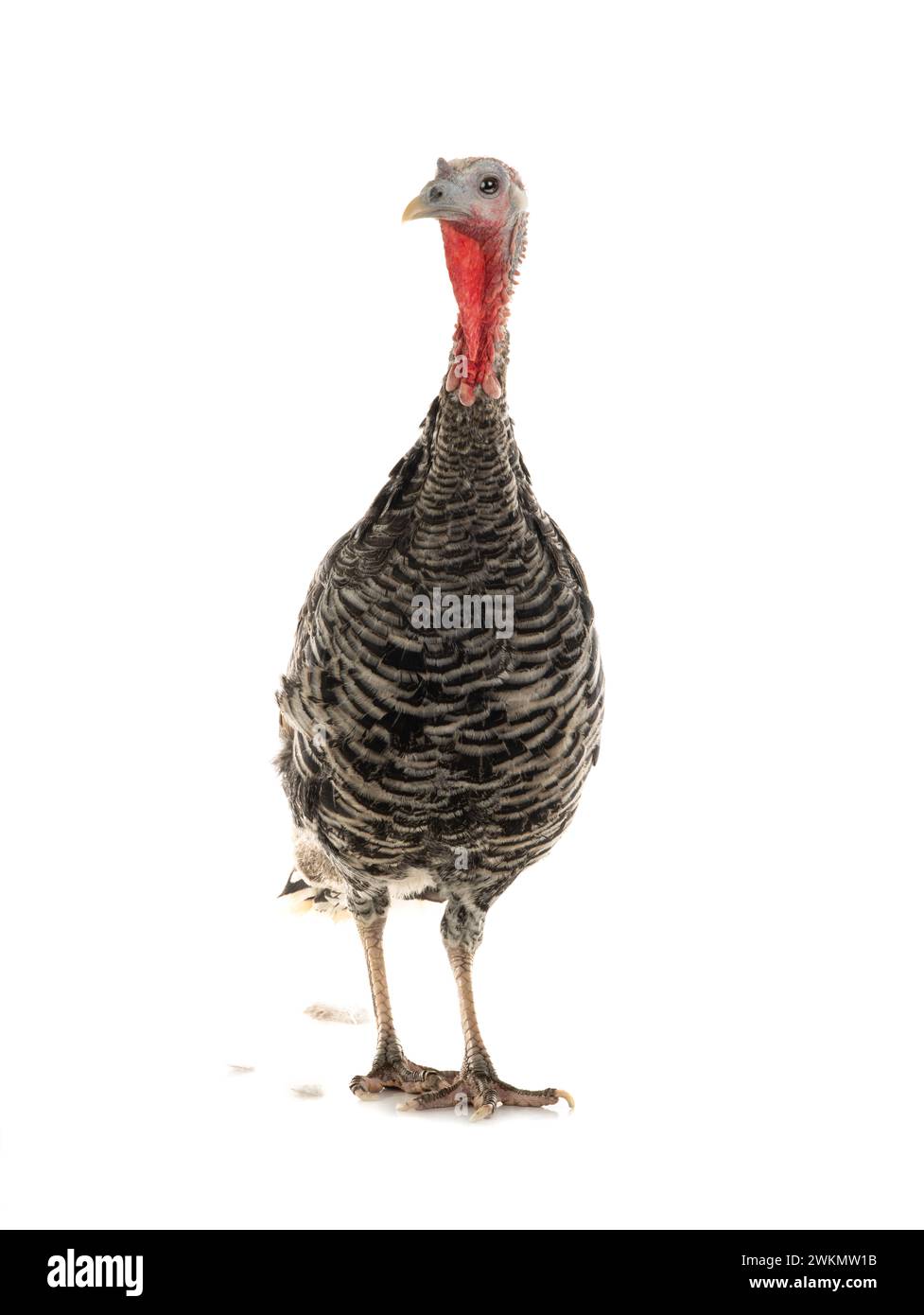 female turkey isolated on white background Stock Photo - Alamy