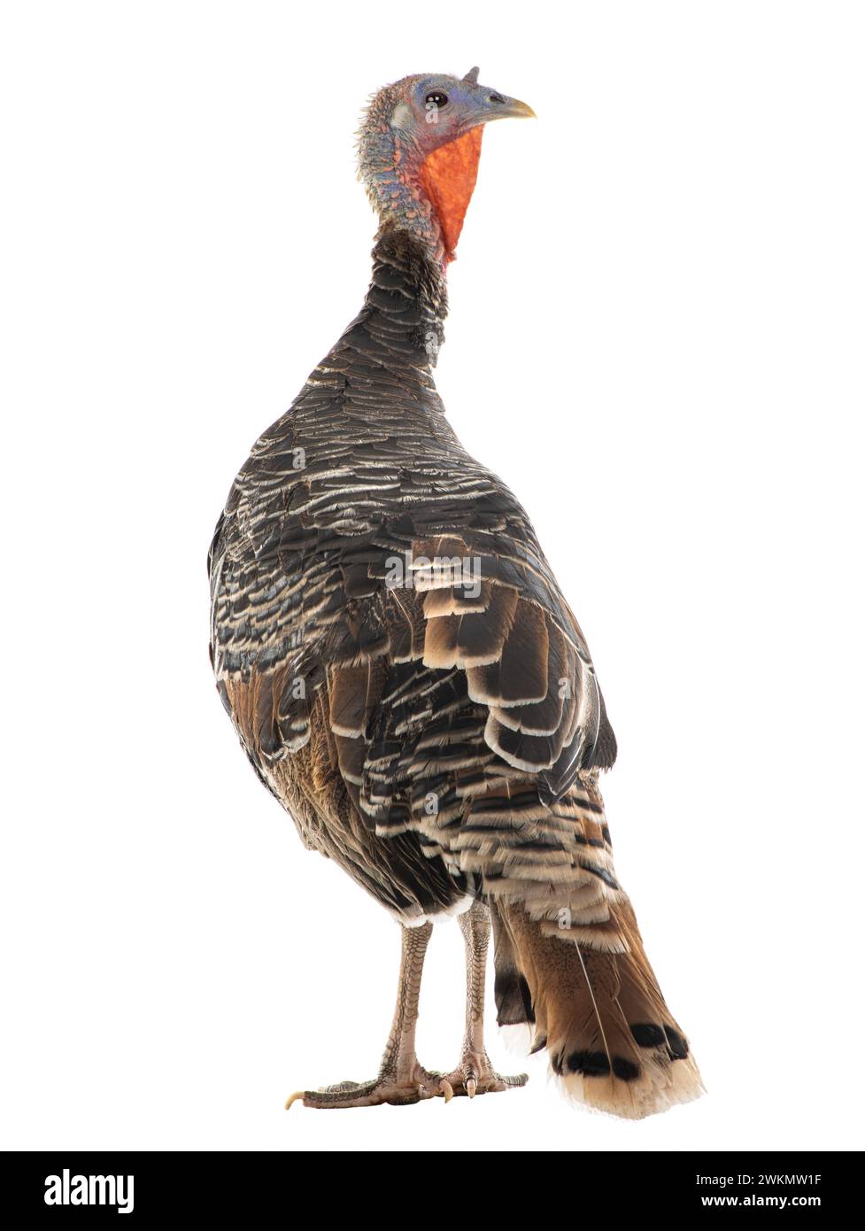female turkey isolated on white background Stock Photo - Alamy