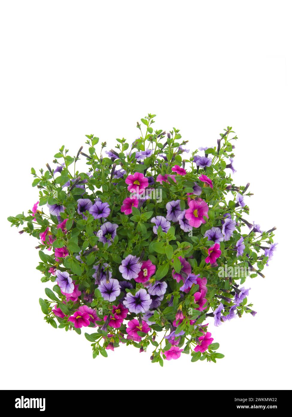 petunia flowers isolated on white background for writing text Stock ...