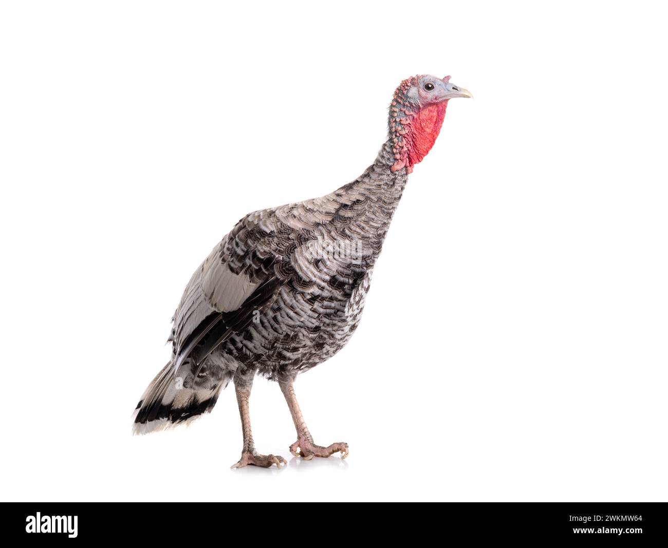 Gray turkey isolated on white background Stock Photo - Alamy