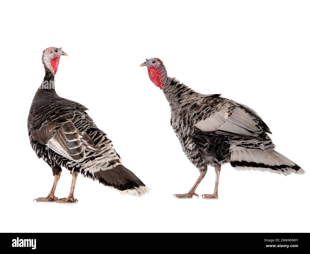 female black and grey turkey isolated on white background Stock Photo ...