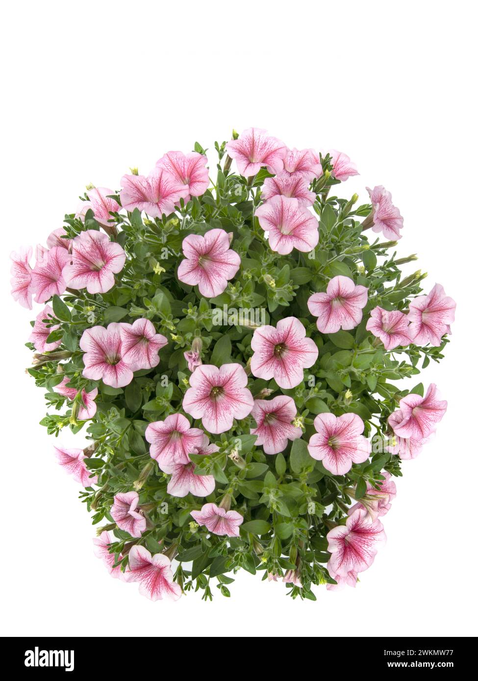 Floral bouquet in circle Cut Out Stock Images & Pictures - Alamy