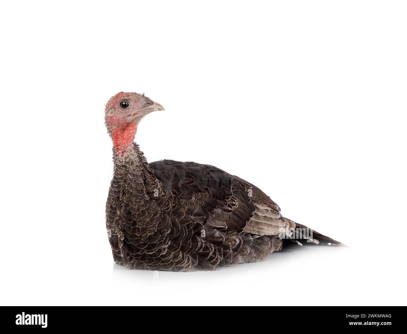 A young turkey is sitting isolated on a white background Stock Photo ...