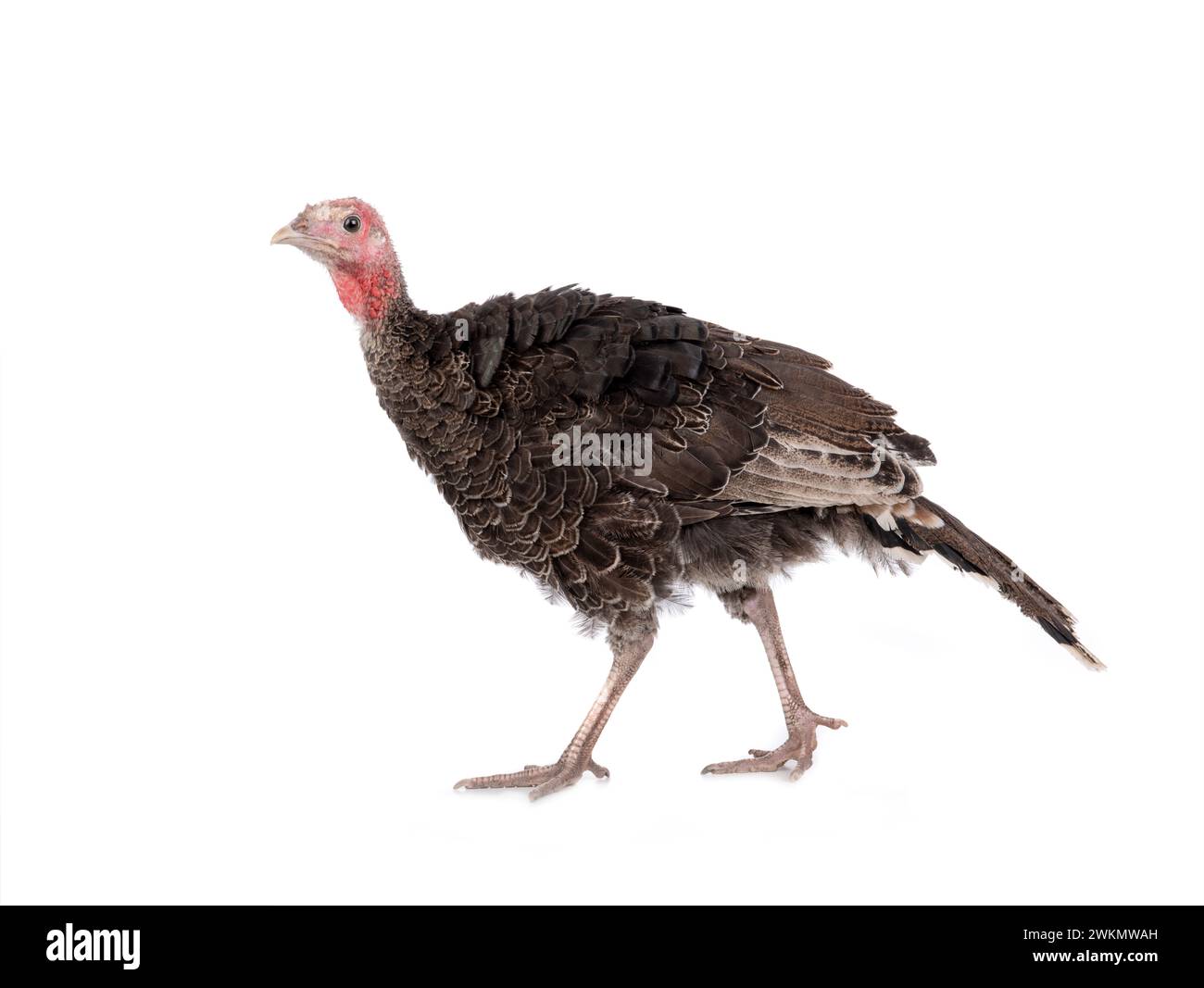 A young turkey is walking isolated on a white background Stock Photo ...