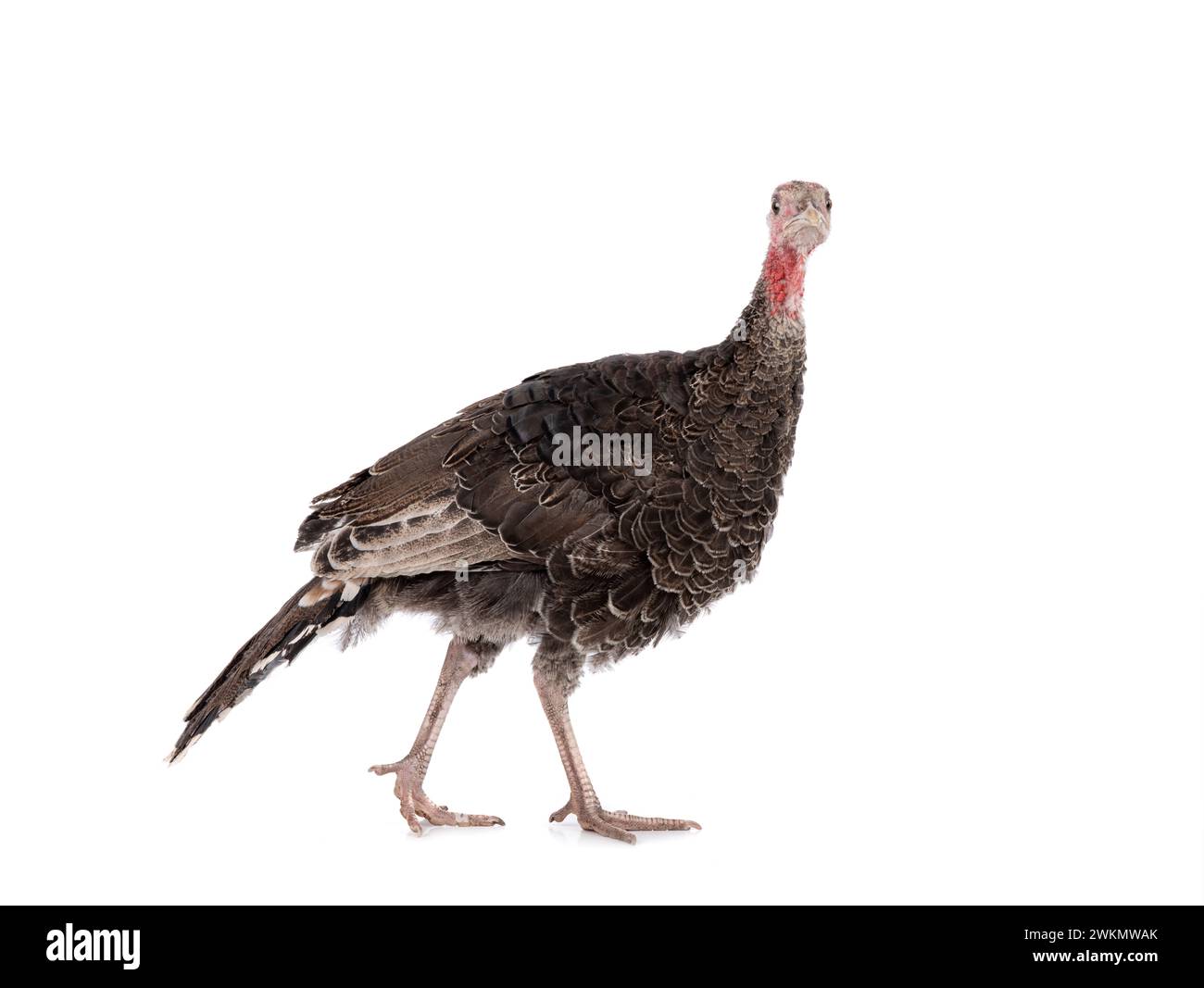 A young turkey is walking isolated on a white background Stock Photo ...