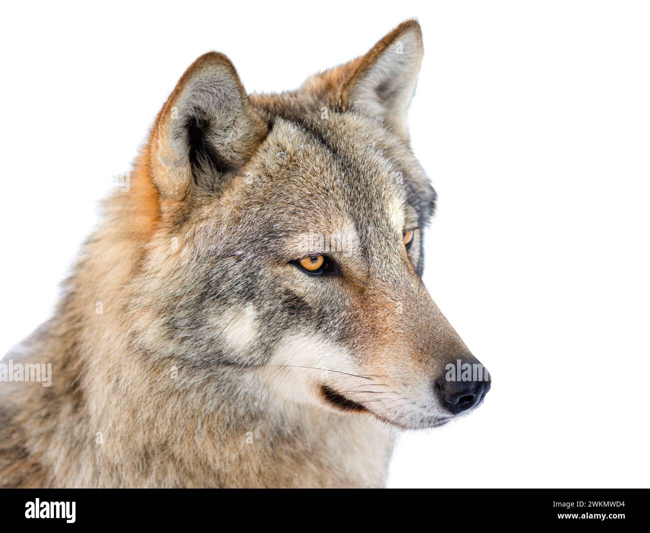 Gray wolf portrait isolated on white background Stock Photo - Alamy