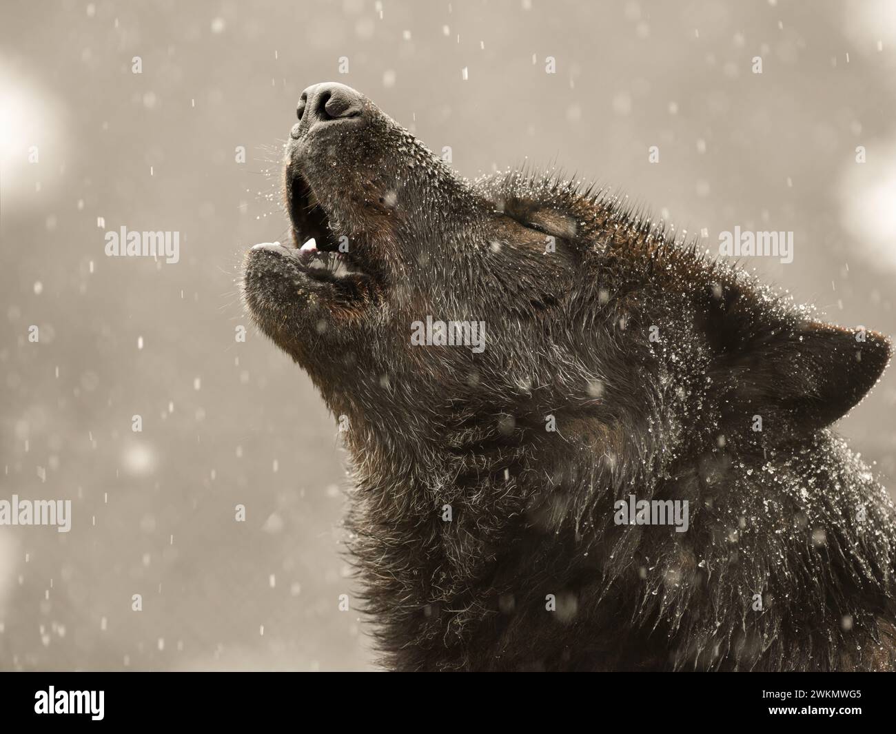 Black wolf standing in winter hi-res stock photography and images - Alamy