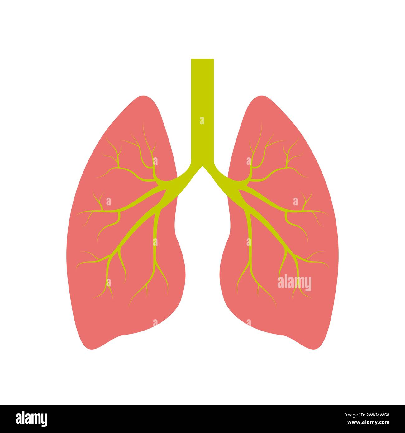 Lung human icon, respiratory system healthy lungs anatomy flat medical organ icon Stock Vector ...