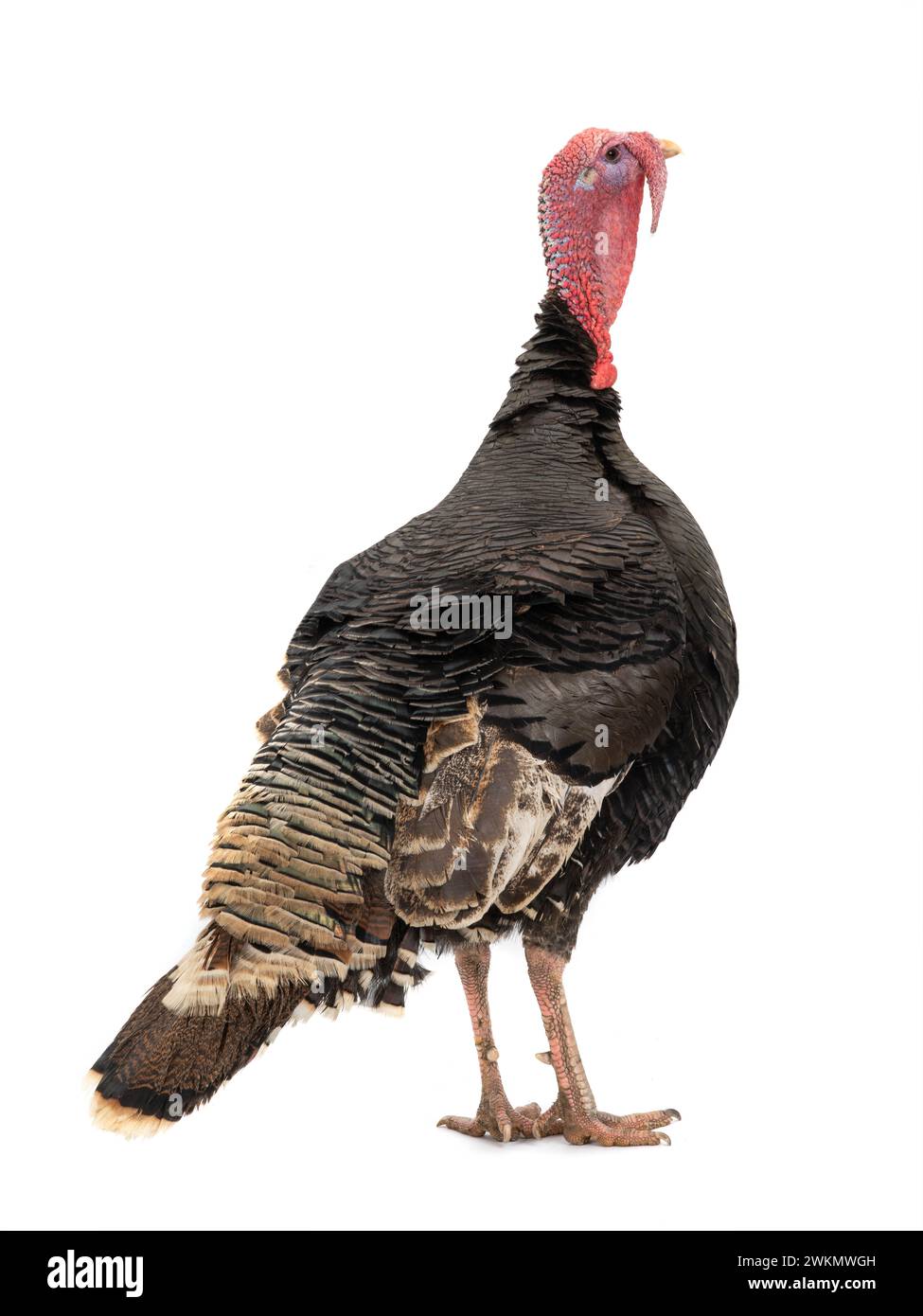 Turkey standing back isolated on white background Stock Photo - Alamy