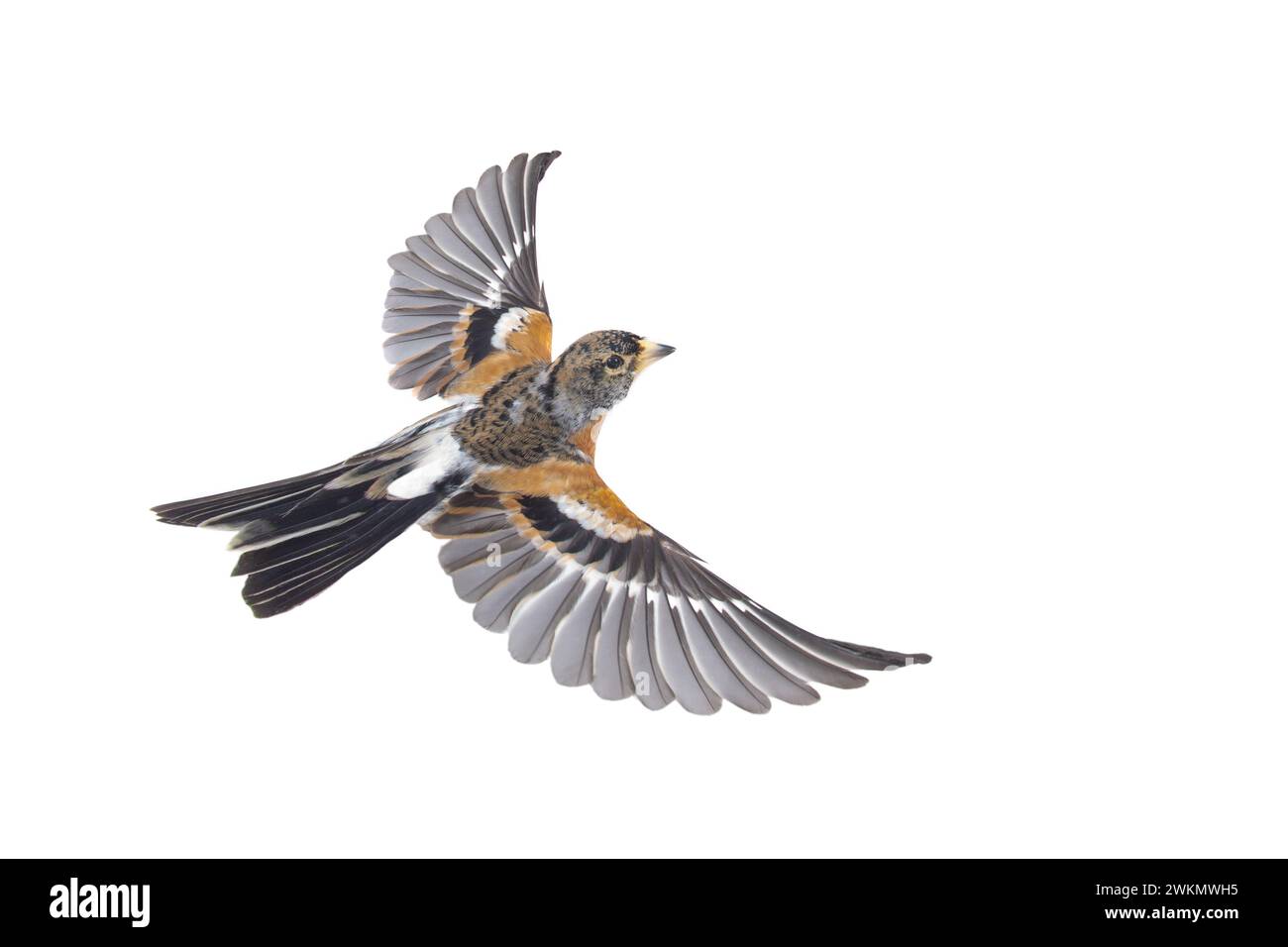 Brambling bird in flight isolated on white background Stock Photo - Alamy