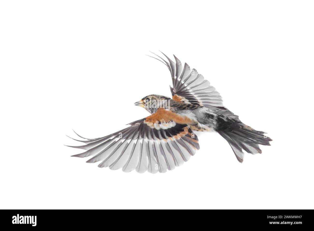 Brambling bird in flight isolated on white background Stock Photo - Alamy