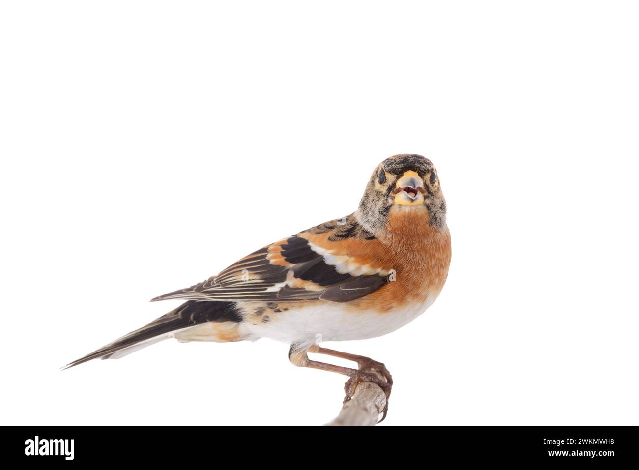 Migration background Cut Out Stock Images & Pictures - Alamy