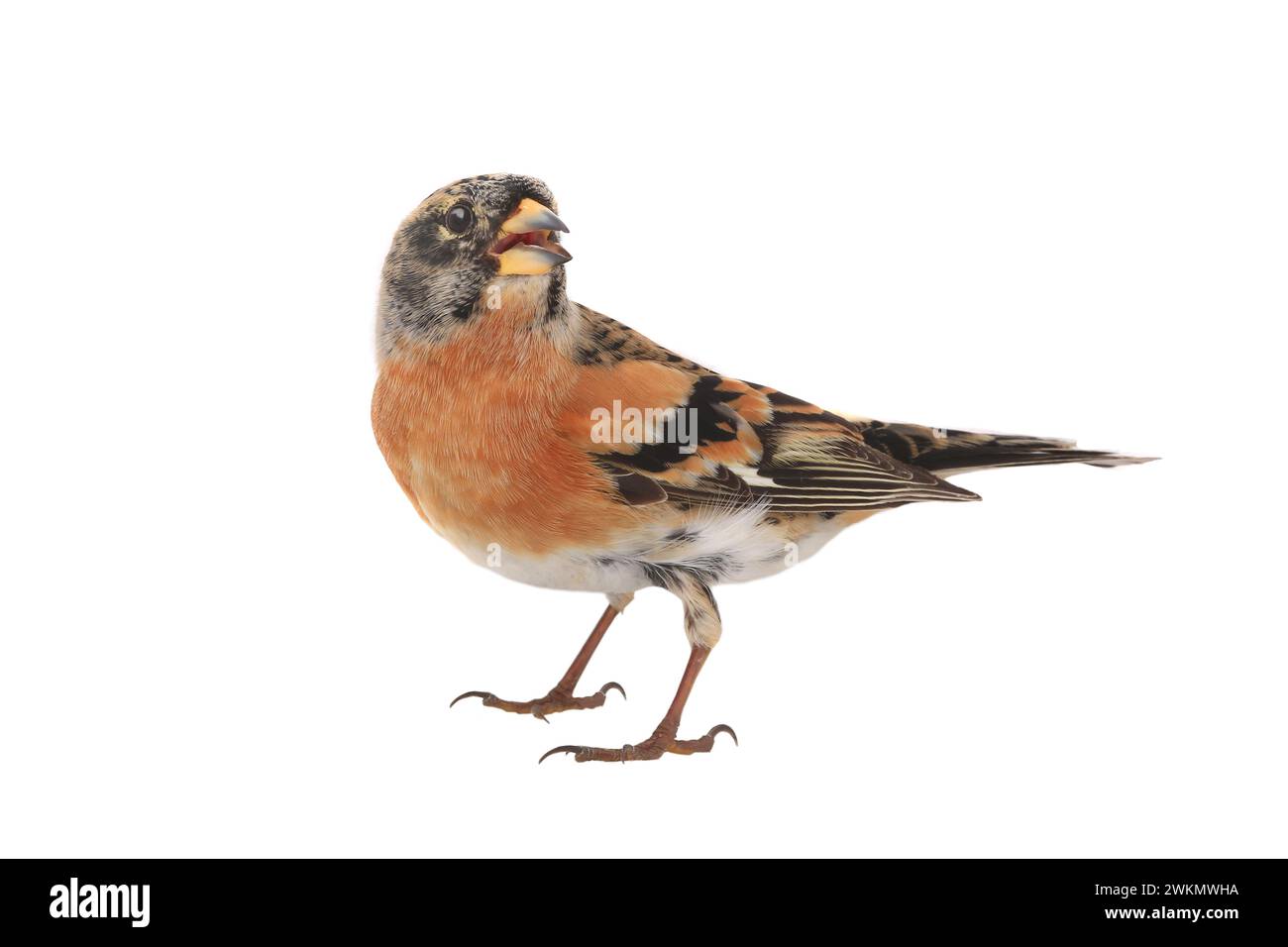 Brambling bird isolated on white background Stock Photo - Alamy