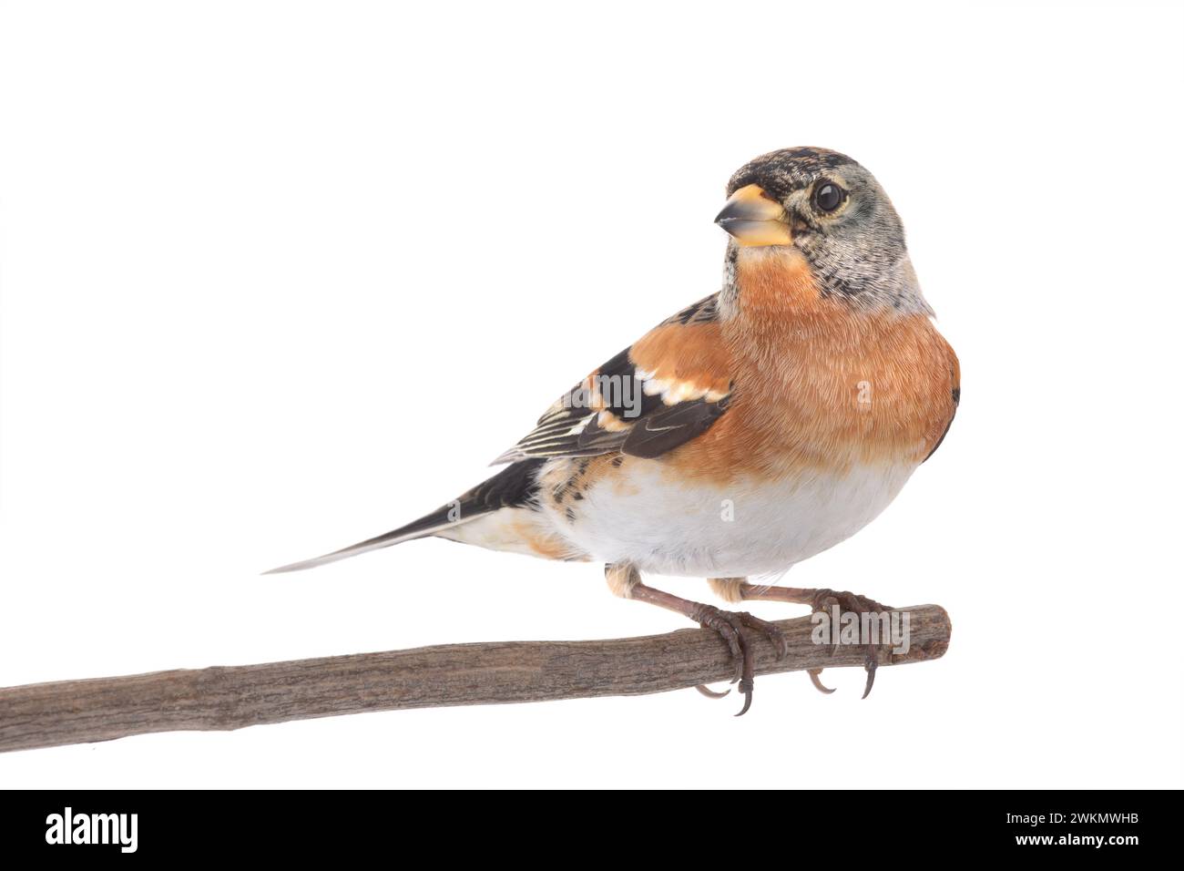 Brambling bird isolated on white background Stock Photo - Alamy