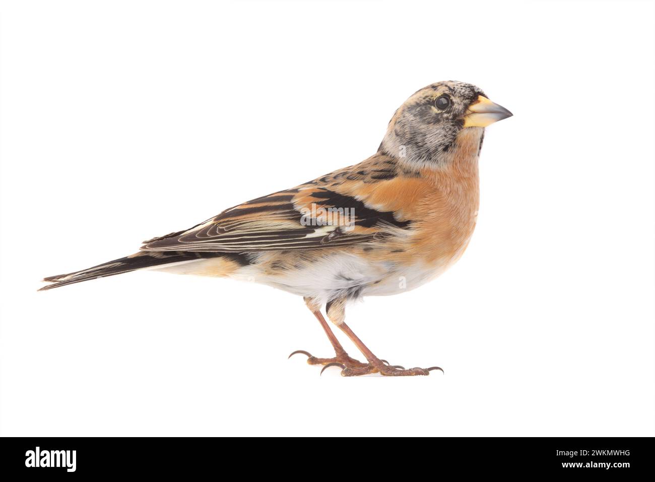 brambling bird isolated on white background Stock Photo - Alamy