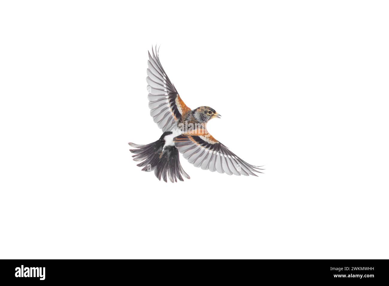 Brambling bird in flight isolated on white background Stock Photo - Alamy