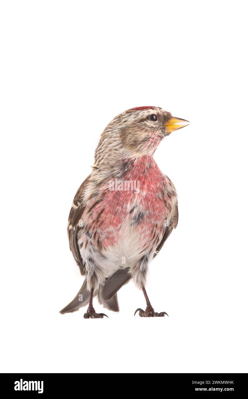 Eurasian Linnet isolated on white background Stock Photo - Alamy