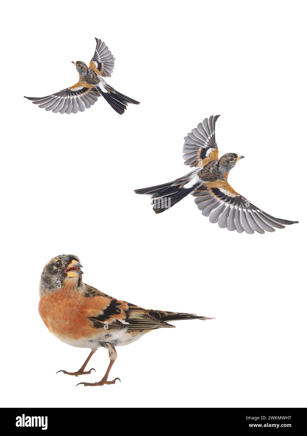 Cute background feathers vector hi-res stock photography and images - Alamy