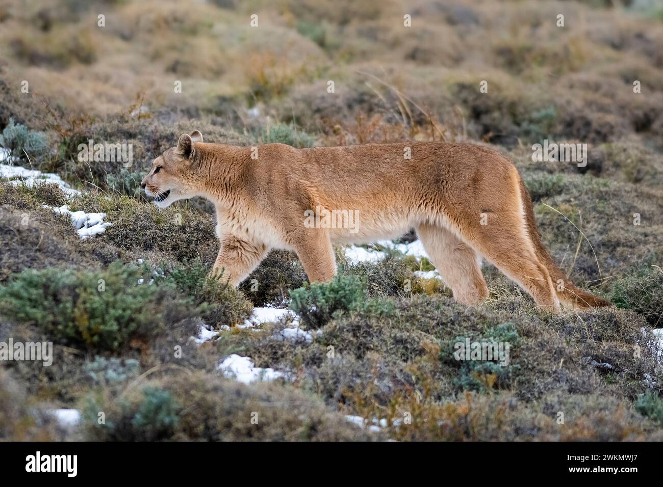 Lama puma hi-res stock photography and images - Alamy