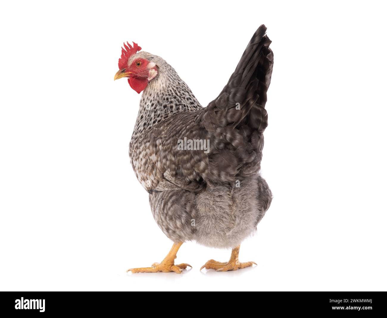 Gray chicken isolated on white background Stock Photo - Alamy
