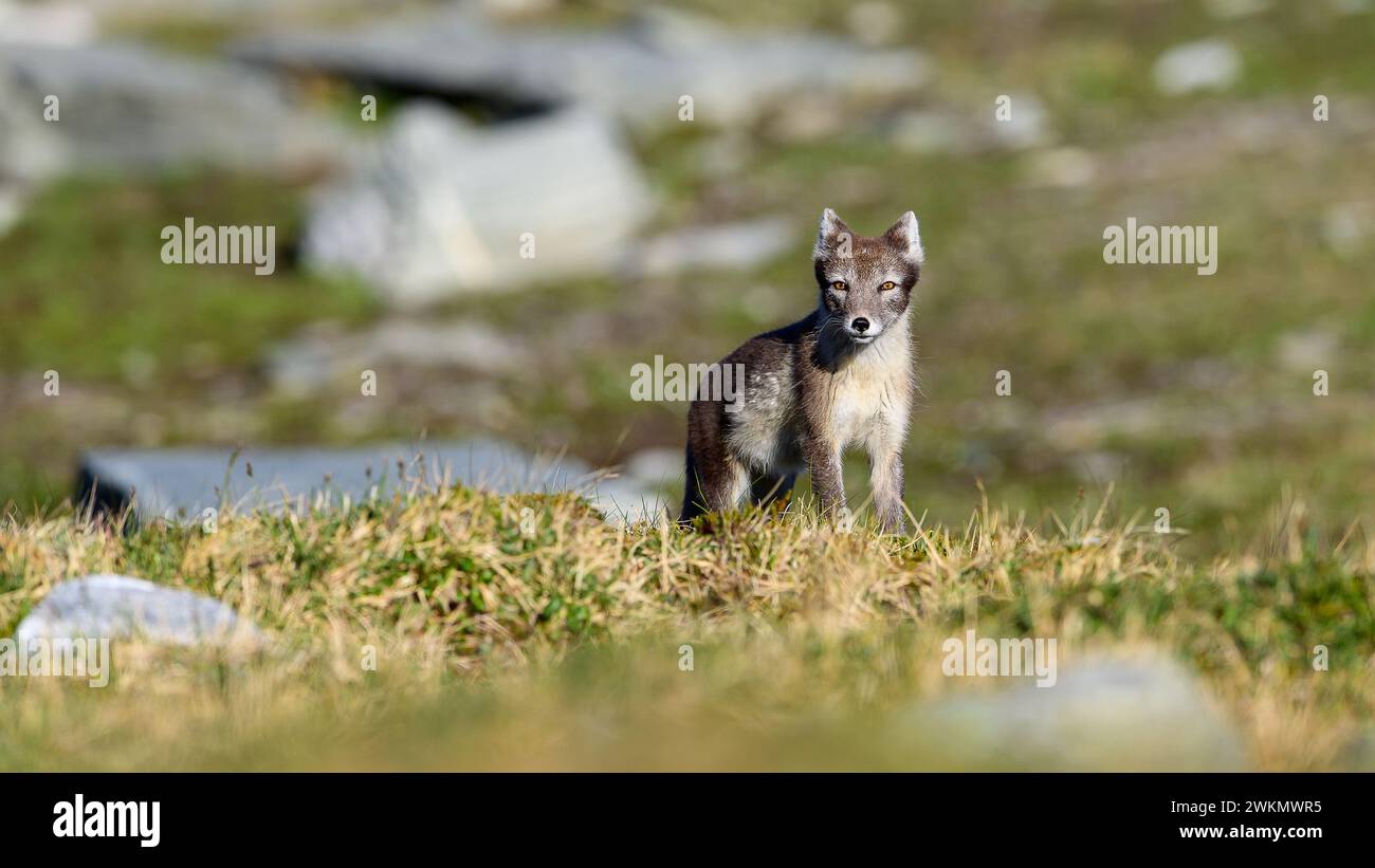 Wild Arctic fox (Vulpes lagopus) in Dovre mountains, Norway Stock Photo ...