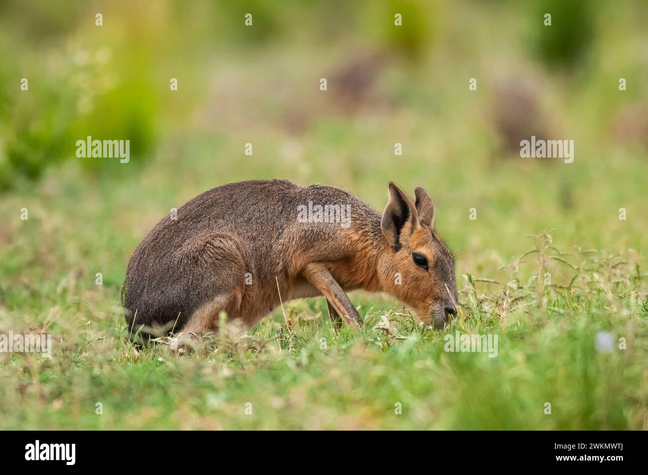 Patagonian cavi in grassland environment , La Pampa Province, Patagonia ...