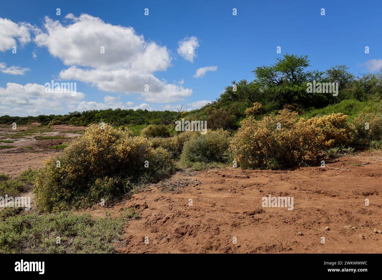 Calden forest grass landscape, La Pampa province, Patagonia, Argentina ...