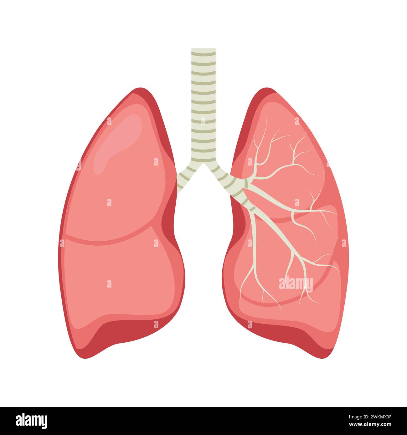 Human lung real hi-res stock photography and images - Alamy