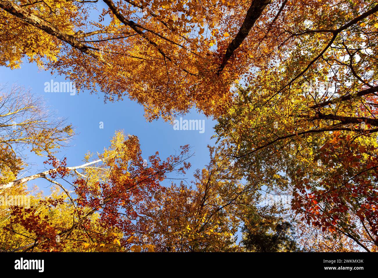 Autumn forest background. Vibrant color tree, red orange foliage in ...