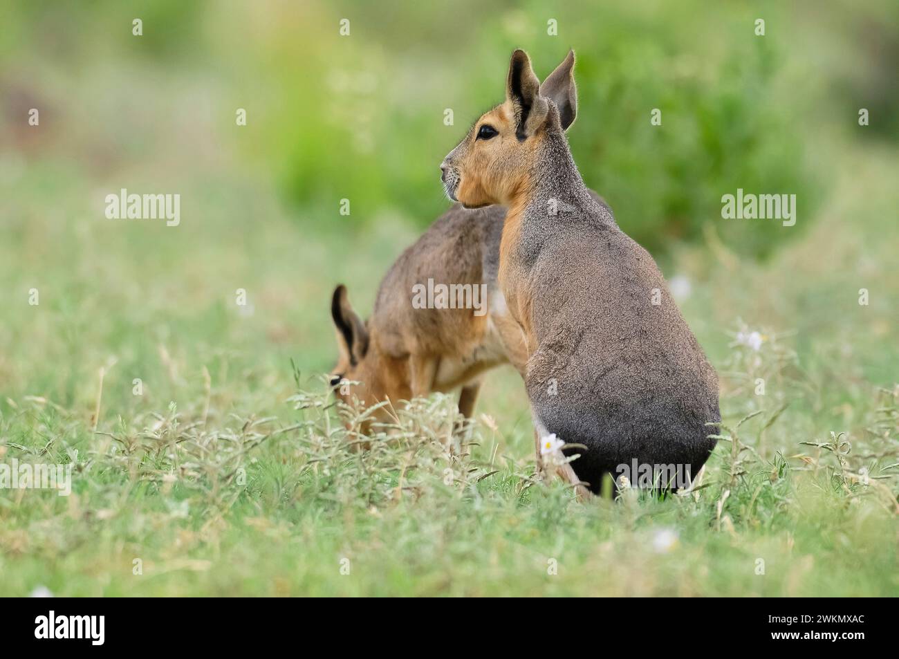 Patagonian cavi in grassland environment , La Pampa Province, Patagonia ...