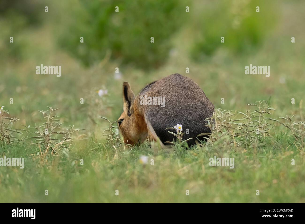 Patagonian cavi in grassland environment , La Pampa Province, Patagonia ...