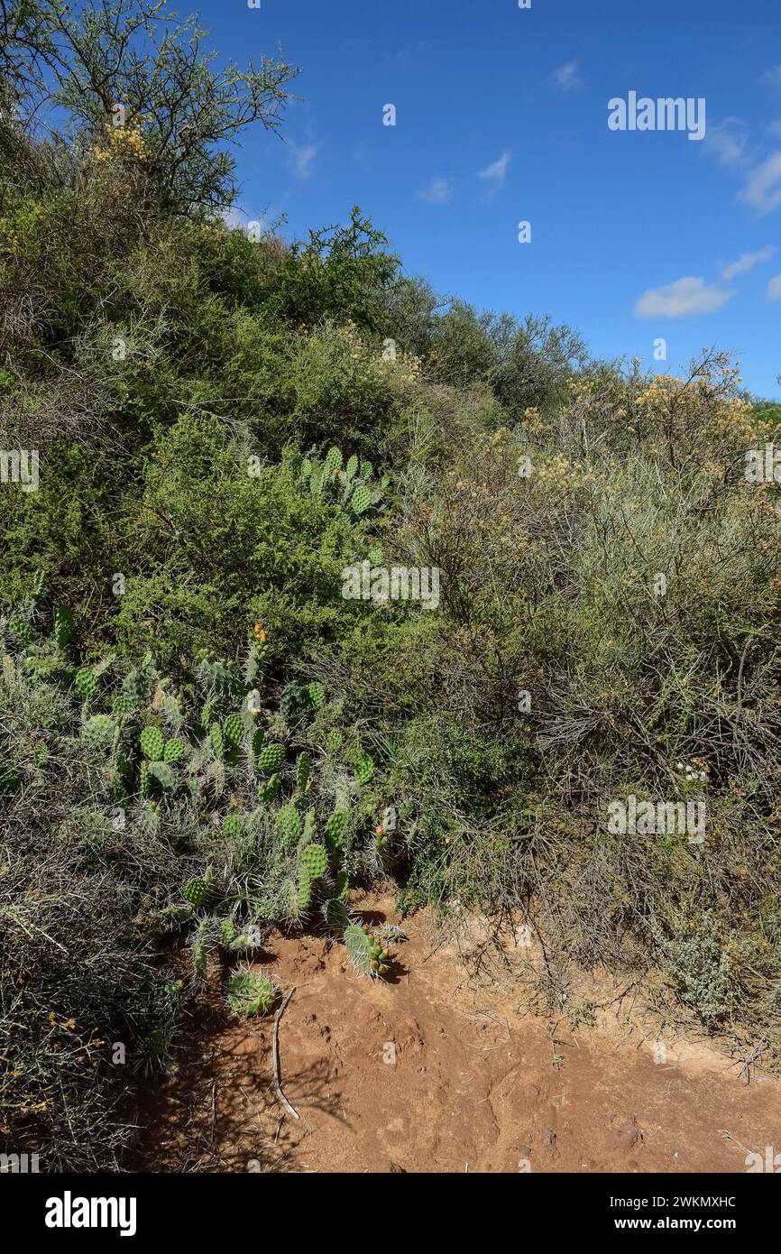 Stumpy forest hi-res stock photography and images - Alamy