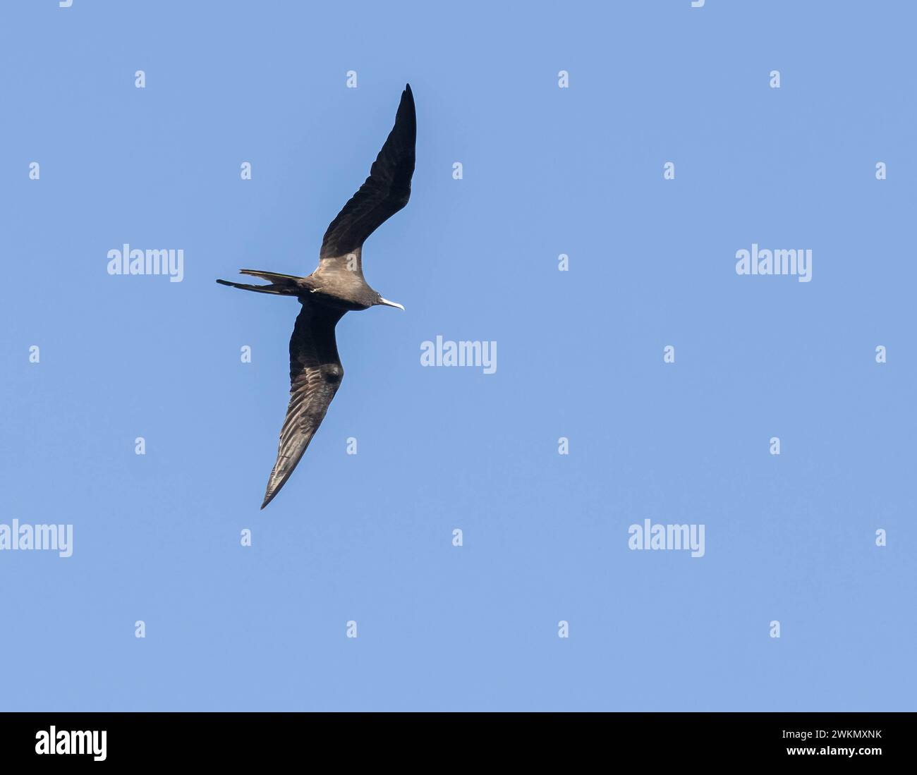 Magnificent frigatebird costa rica hi-res stock photography and images ...