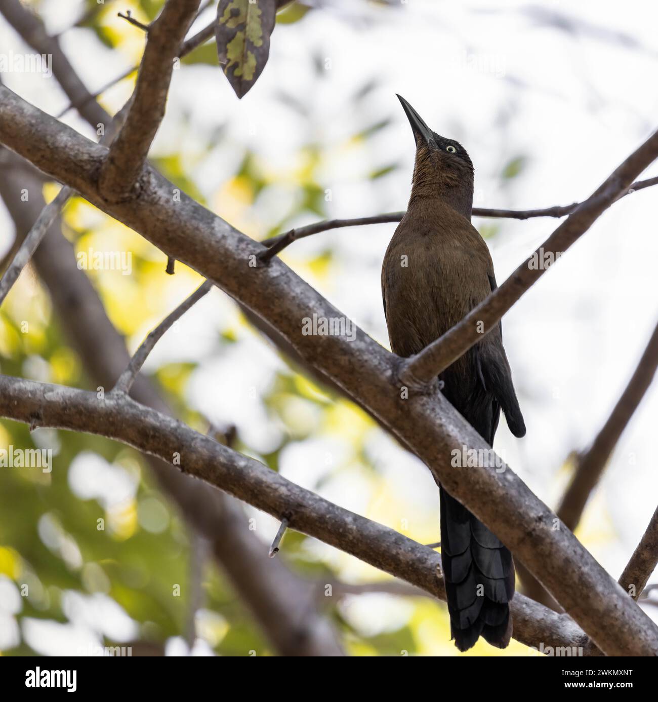 Female Great-tailed Grackle closeup in a tree in Costa Rica Stock Photo ...