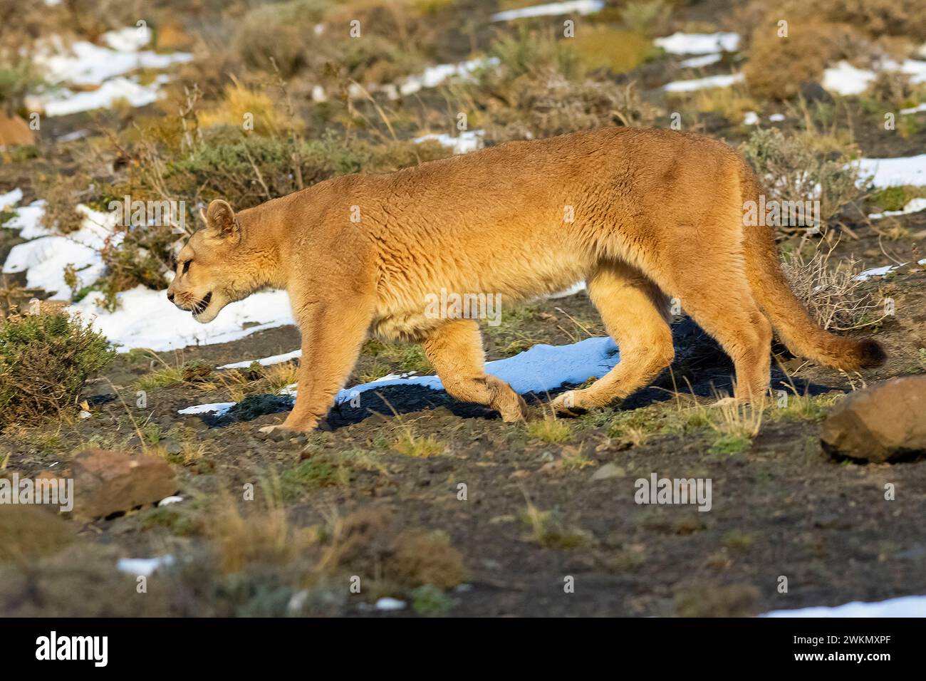 Puma walking in mountain environment, Torres del Paine National Park ...