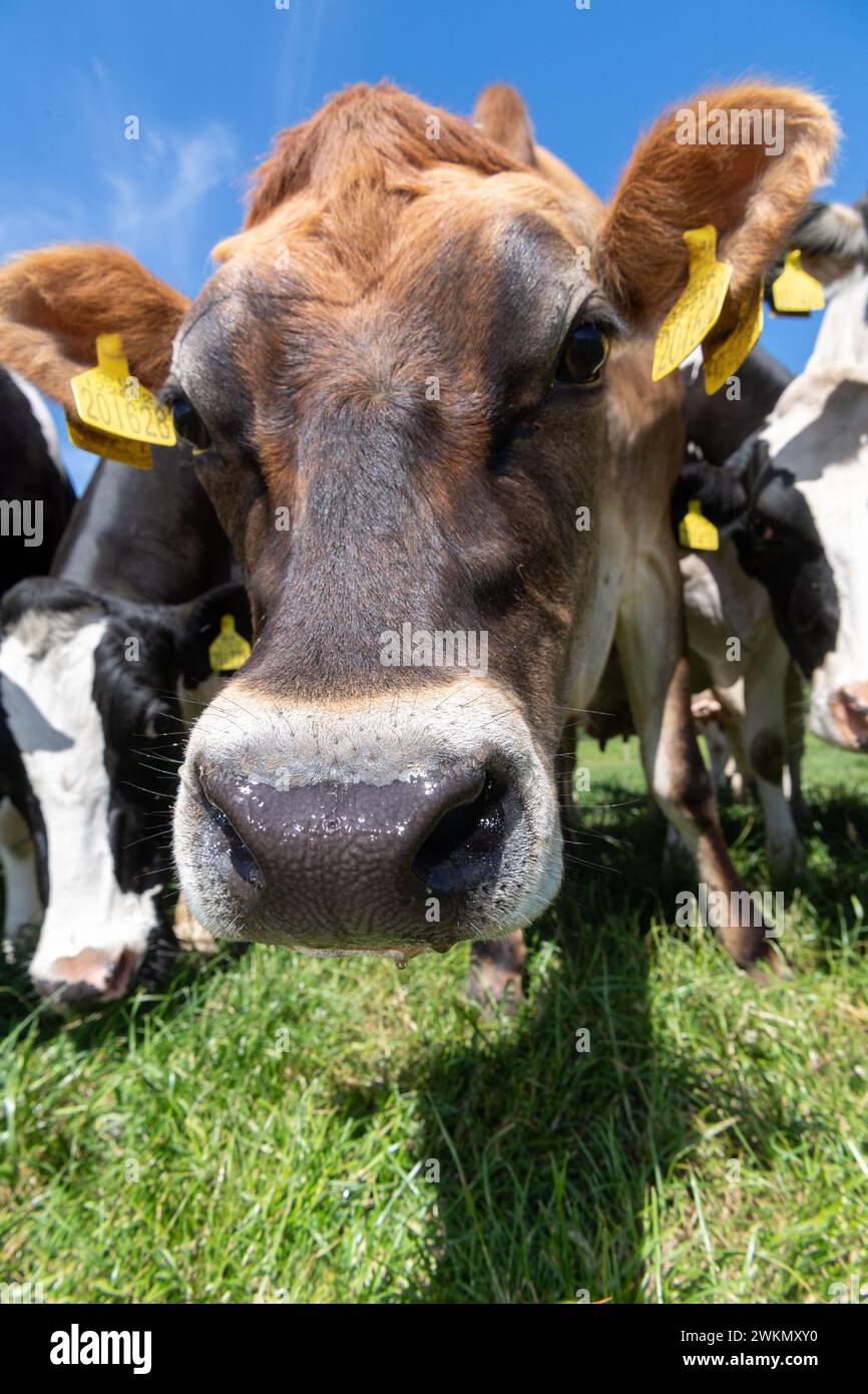 Jersey dairy cattle behind an electric fence on a hot summers day ...