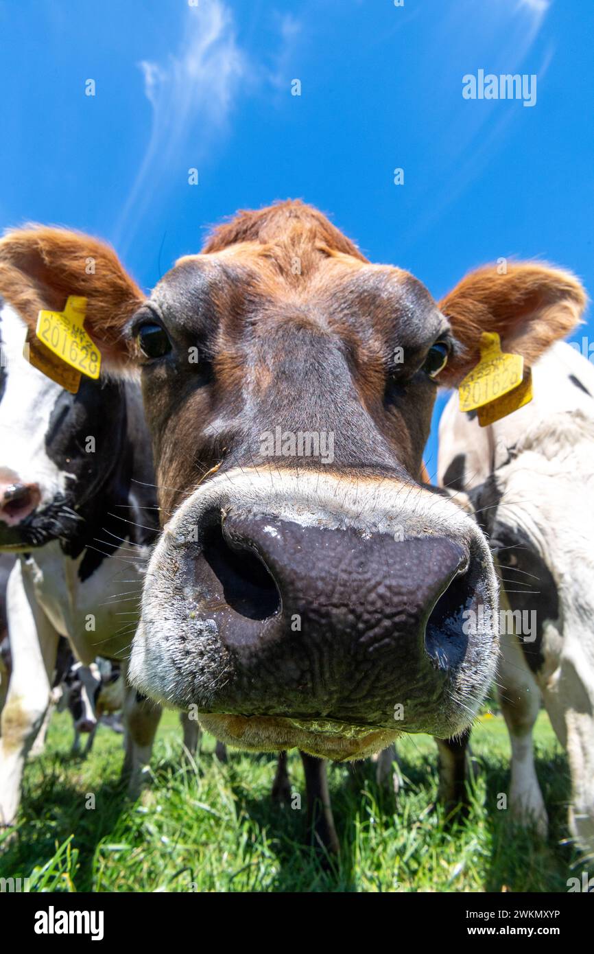 Jersey dairy cattle behind an electric fence on a hot summers day ...