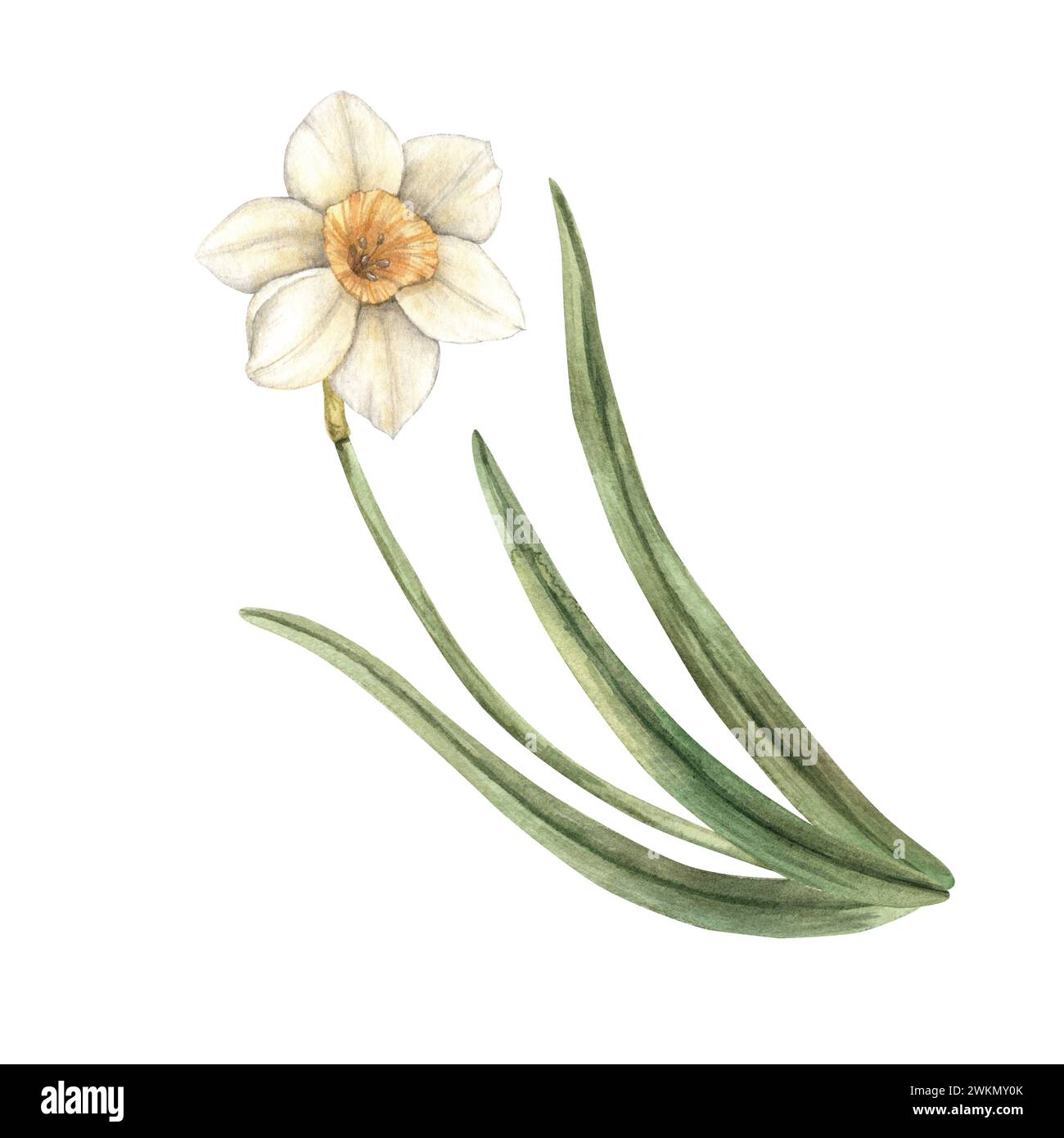 Watercolor illustration of a soft yellow hand-painted daffodil. Sketch ...