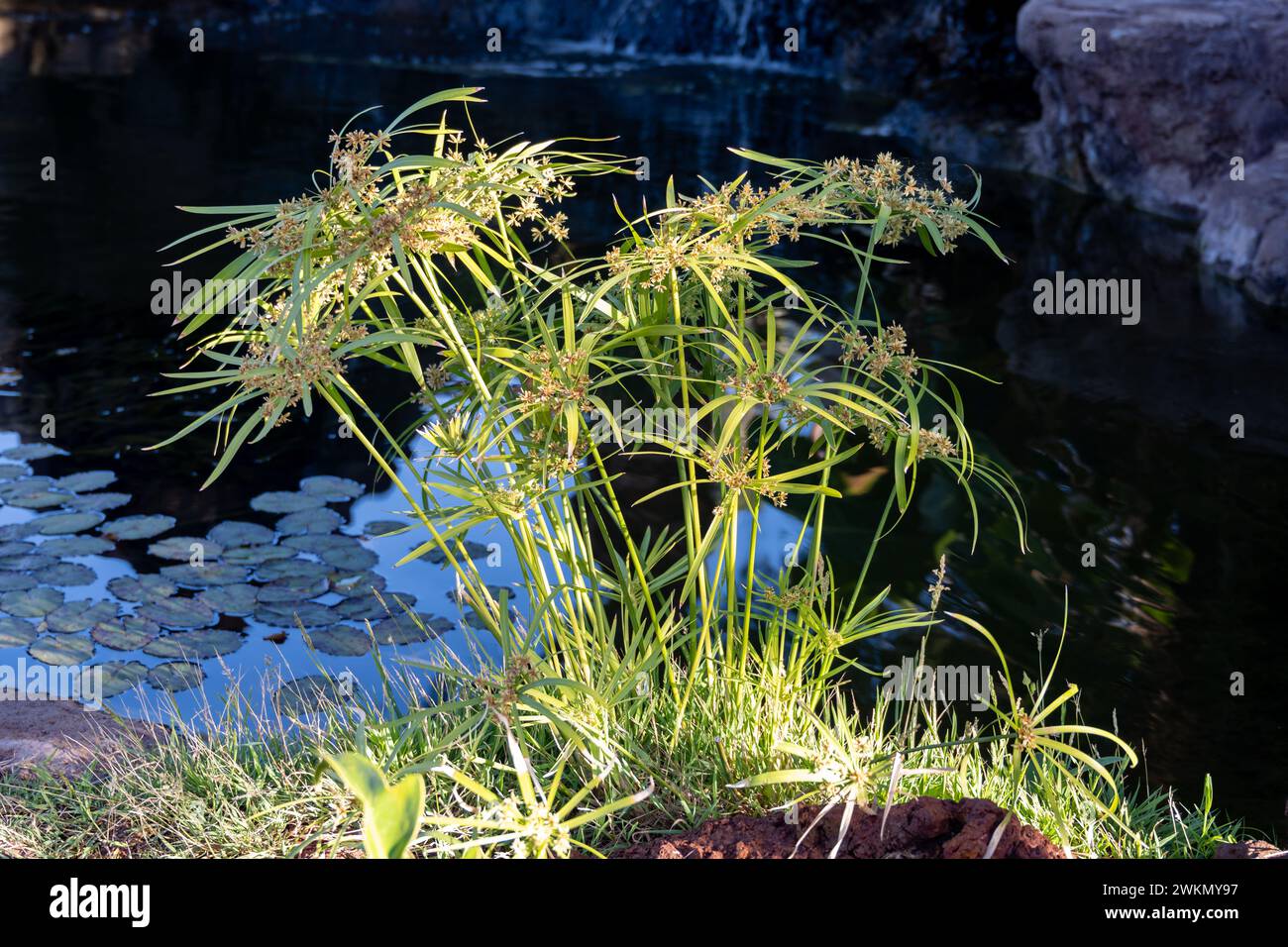Ancient flora, green papyrus plant growing in pond water Stock Photo ...