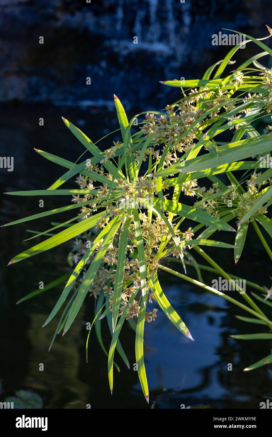 Ancient flora, green papyrus plant growing in pond water Stock Photo ...