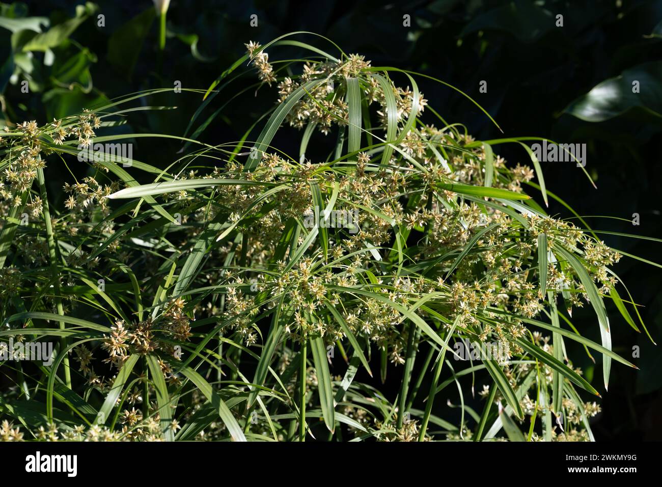 Ancient flora, green papyrus plant growing in pond water Stock Photo ...